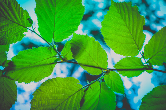 "Hazel Leaves" Images – Browse 57 Stock Photos, Vectors, and Video ...