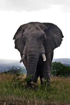 Bull African Elephant And Car