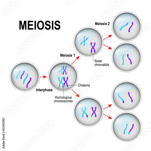 "Meiosis. Cell division" Imágenes de archivo y vectores libres de ...