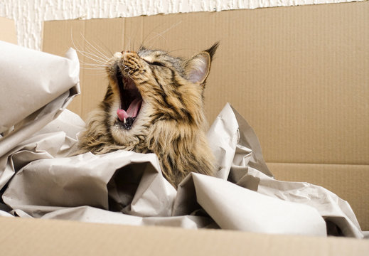"Lynx Tips"-Bilder: Stock-Fotos & -Videos. | Adobe Stock