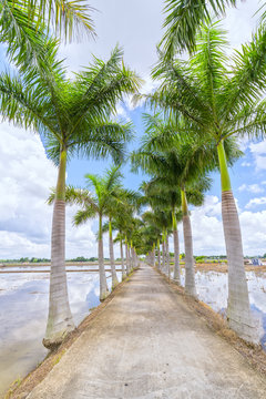 รูปภาพPalmiche – เลือกดูภาพถ่ายสต็อก เวกเตอร์ และวิดีโอ1,934 | Adobe Stock