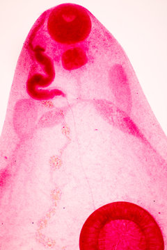 Prosthogonimus Macrorchis