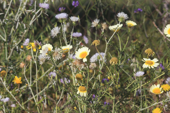 Wiesenbewohner bilder – Bläddra bland 49 stockfoton, vektorer och ...