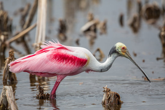 รูปภาพSpoonbill – เลือกดูภาพถ่ายสต็อก เวกเตอร์ และวิดีโอ19,538 | Adobe ...
