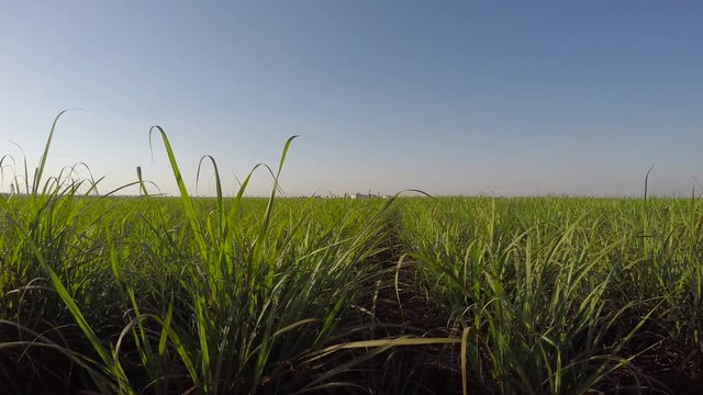 Canavial Images – Browse 533 Stock Photos, Vectors, and Video | Adobe Stock