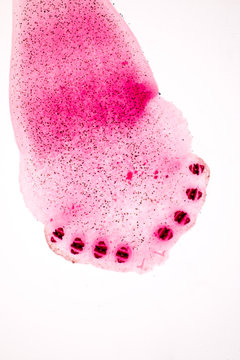 รูปภาพMonogenean – เลือกดูภาพถ่ายสต็อก เวกเตอร์ และวิดีโอ98 | Adobe Stock