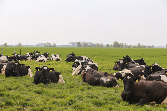 รูปภาพBullen – เลือกดูภาพถ่ายสต็อก เวกเตอร์ และวิดีโอ883 | Adobe Stock