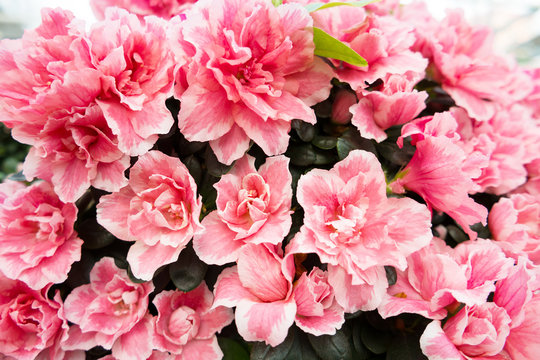 Azalea Bilder – Durchsuchen 75,913 Archivfotos, Vektorgrafiken und ...