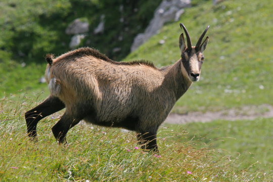 Gamswild bilder – Bläddra bland 223 stockfoton, vektorer och videor ...