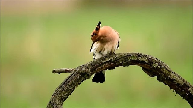 Tereus Images – Browse 94 Stock Photos, Vectors, and Video | Adobe Stock