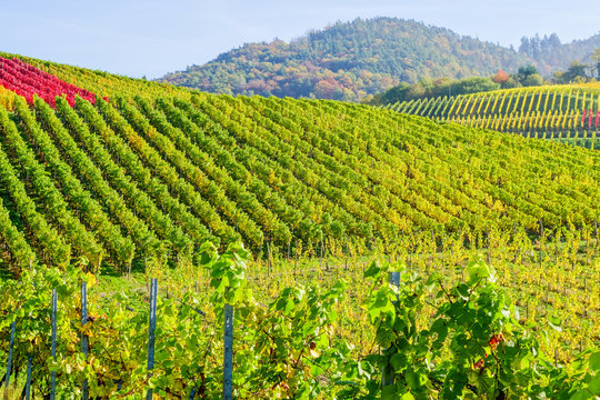 Winzerei bilder – Bläddra bland 1,016 stockfoton, vektorer och videor ...