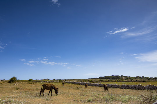 Somari Images – Browse 41 Stock Photos, Vectors, and Video | Adobe Stock