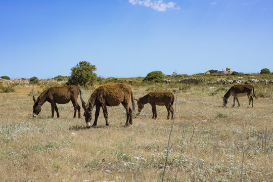 Somari Images – Browse 40 Stock Photos, Vectors, and Video | Adobe Stock