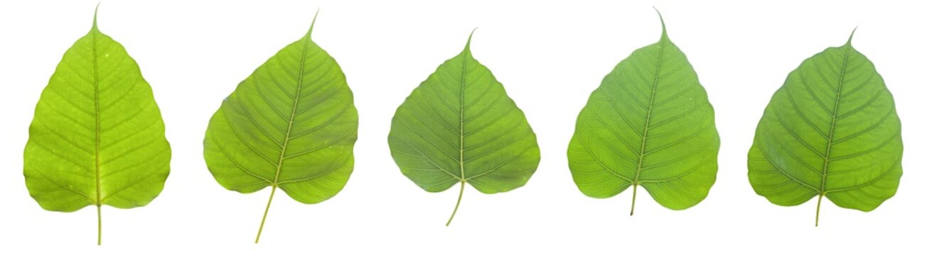 รูปภาพBothi – เลือกดูภาพถ่ายสต็อก เวกเตอร์ และวิดีโอ214 | Adobe Stock