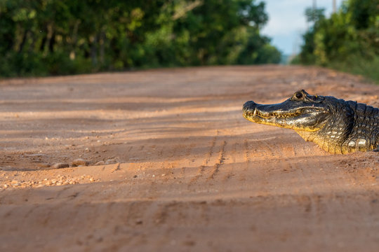 รูปภาพKrokodile – เลือกดูภาพถ่ายสต็อก เวกเตอร์ และวิดีโอ1,378 | Adobe Stock