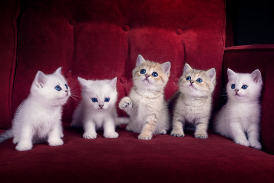 English Cat