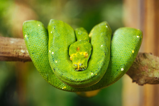 "Green Python" Images – Browse 133 Stock Photos, Vectors, and Video ...