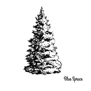 How To Draw A Spruce Tree