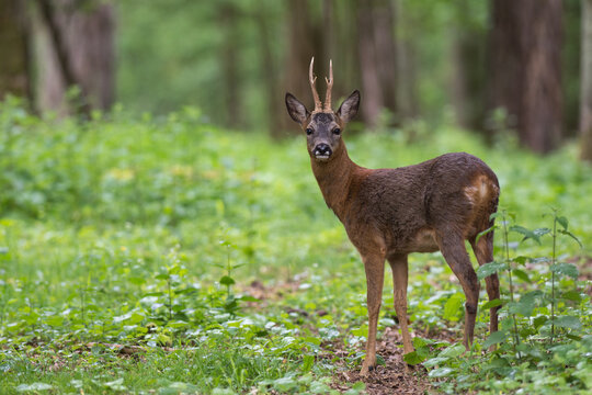 「Chevrillard」の写真素材 | 136件の無料イラスト画像 | Adobe Stock