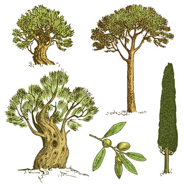 "Italian Cypress" Images – Browse 34 Stock Photos, Vectors, and Video ...