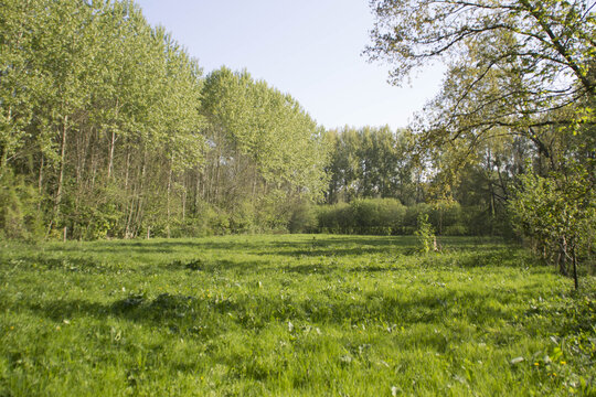 「Clairiere」の写真素材 | 86件の無料イラスト画像 | Adobe Stock