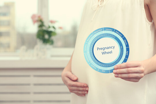 "Pregnancy Wheel"-Bilder: Stock-Fotos & -Videos. | Adobe Stock