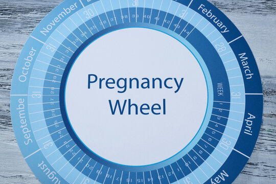 "Pregnancy Wheel" Imagens – Procure 84 fotos, vetores e vídeos | Adobe ...