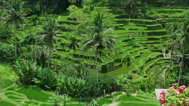 Miew Images – Browse 30 Stock Photos, Vectors, and Video | Adobe Stock