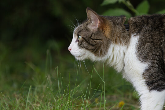รูปภาพRonronne – เลือกดูภาพถ่ายสต็อก เวกเตอร์ และวิดีโอ108 | Adobe Stock