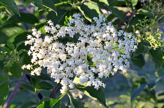 「Hollunder」の写真素材 | 518件の無料イラスト画像 | Adobe Stock