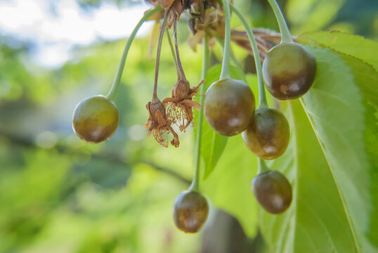รูปภาพFros – เลือกดูภาพถ่ายสต็อก เวกเตอร์ และวิดีโอ5,139 | Adobe Stock