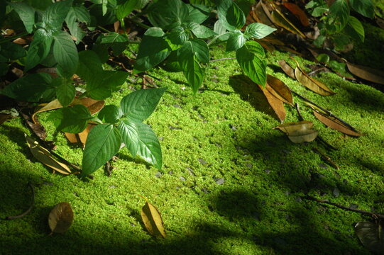 Oret Images – Browse 23 Stock Photos, Vectors, and Video | Adobe Stock