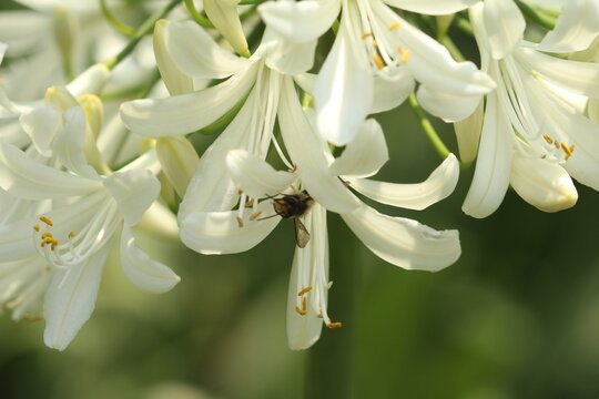 Abaje Images – Browse 5 Stock Photos, Vectors, and Video | Adobe Stock