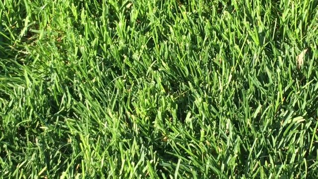 Isolated Grass"」の写真素材 | 178件の無料イラスト画像 | Adobe Stock