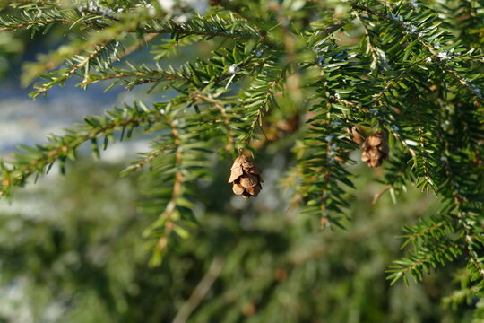 รูปภาพHemlock – เลือกดูภาพถ่ายสต็อก เวกเตอร์ และวิดีโอ7,446 | Adobe Stock