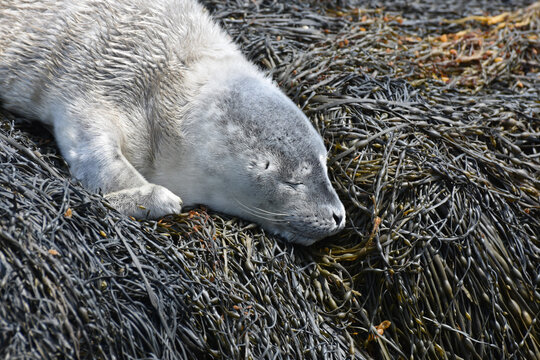 Baby-Animal bilder – Bläddra bland 194 stockfoton, vektorer och videor ...