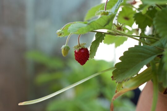 Fresitas Images – Browse 17 Stock Photos, Vectors, and Video | Adobe Stock