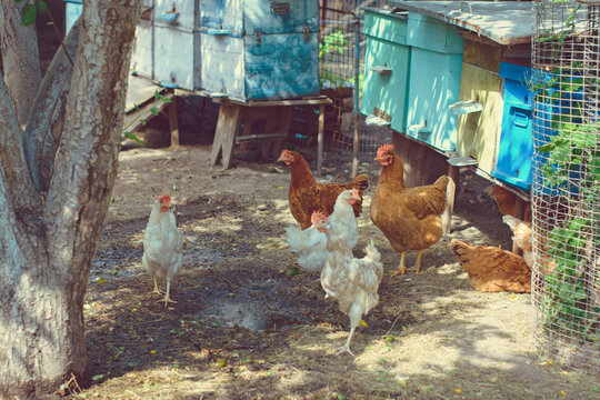 รูปภาพPoultry-Farm – เลือกดูภาพถ่ายสต็อก เวกเตอร์ และวิดีโอ94 | Adobe Stock
