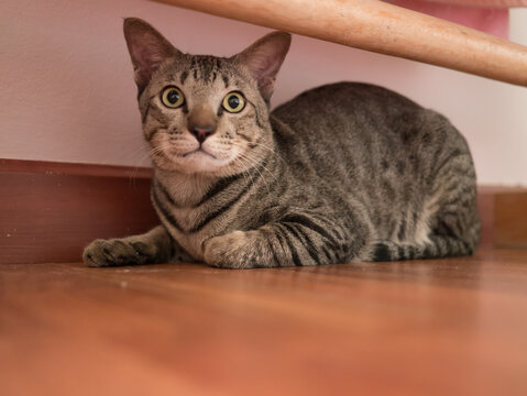 Funnily Images – Browse 2,899 Stock Photos, Vectors, and Video | Adobe ...