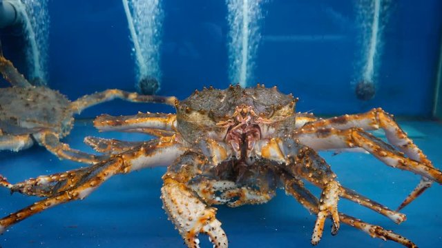 Alaskan King Crab Alive
