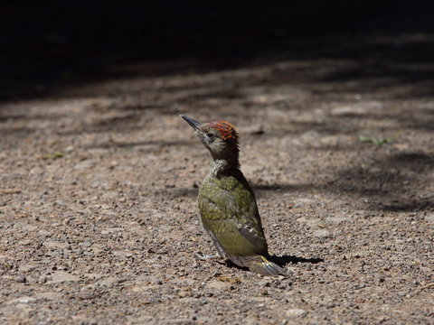 Erdspecht Bilder – Durchsuchen 150 Archivfotos, Vektorgrafiken und ...
