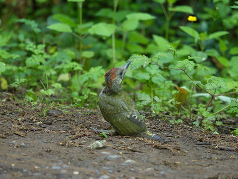 Erdspecht Bilder – Durchsuchen 150 Archivfotos, Vektorgrafiken und ...