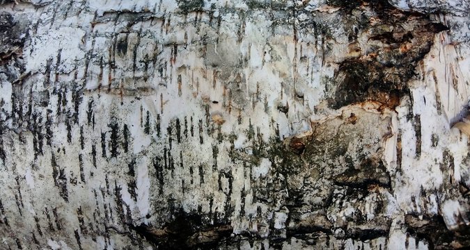 「Birch-Rod」の写真素材 | 24,810件の無料イラスト画像 | Adobe Stock