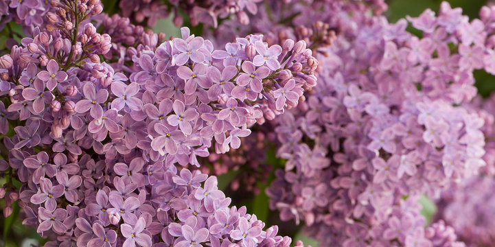 Fluey bilder – Bläddra bland 667 stockfoton, vektorer och videor ...