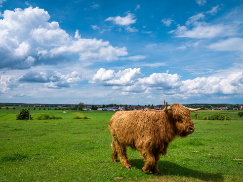 Wildrinder Bilder – Durchsuchen 41,216 Archivfotos, Vektorgrafiken und ...