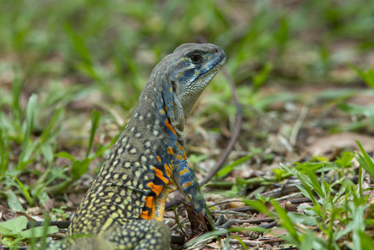 Belliana Bilder – Durchsuchen 232 Archivfotos, Vektorgrafiken und ...