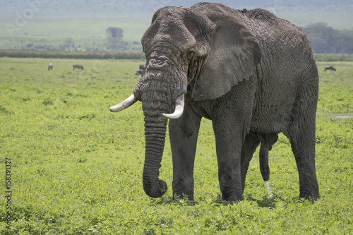 "Elephant peeing, " Stock photo and royalty-free images on Fotolia.com ...