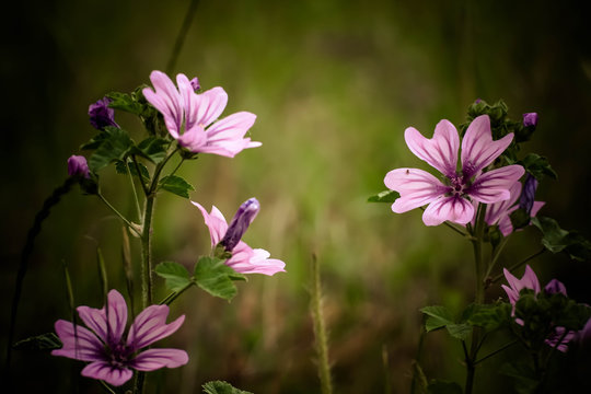 Bahar Images – Parcourir 5,744 le catalogue de photos, vecteurs et ...