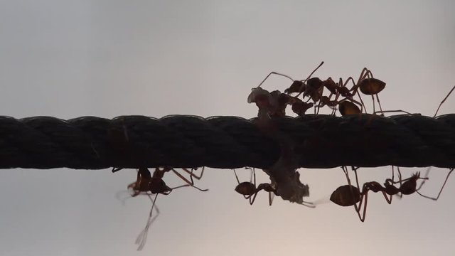 Red-Ants bilder – Bläddra bland 78 stockfoton, vektorer och videor ...
