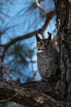 รูปภาพHiboux – เลือกดูภาพถ่ายสต็อก เวกเตอร์ และวิดีโอ353 | Adobe Stock